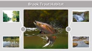 Brook Trout: Complete Guide to Habitat, Size & Diet