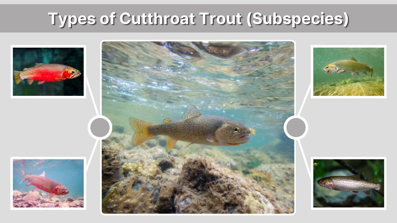 Cutthroat Trout: Complete Guide to Habitat, Size & Diet