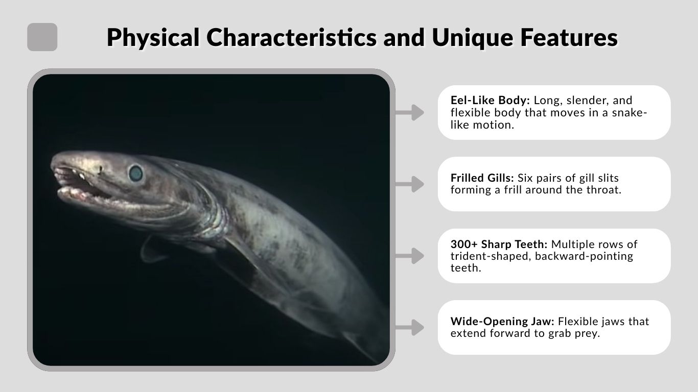 Frilled Shark: Facts, Habitat, and Diet Guide