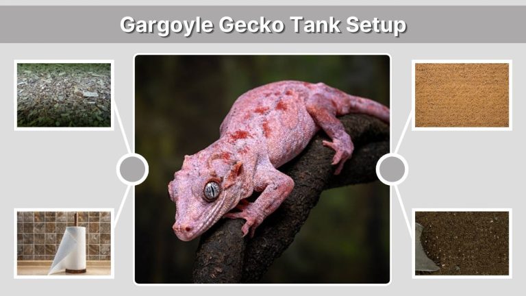 Gargoyle Gecko Care Guide: Size, Diet & Setup