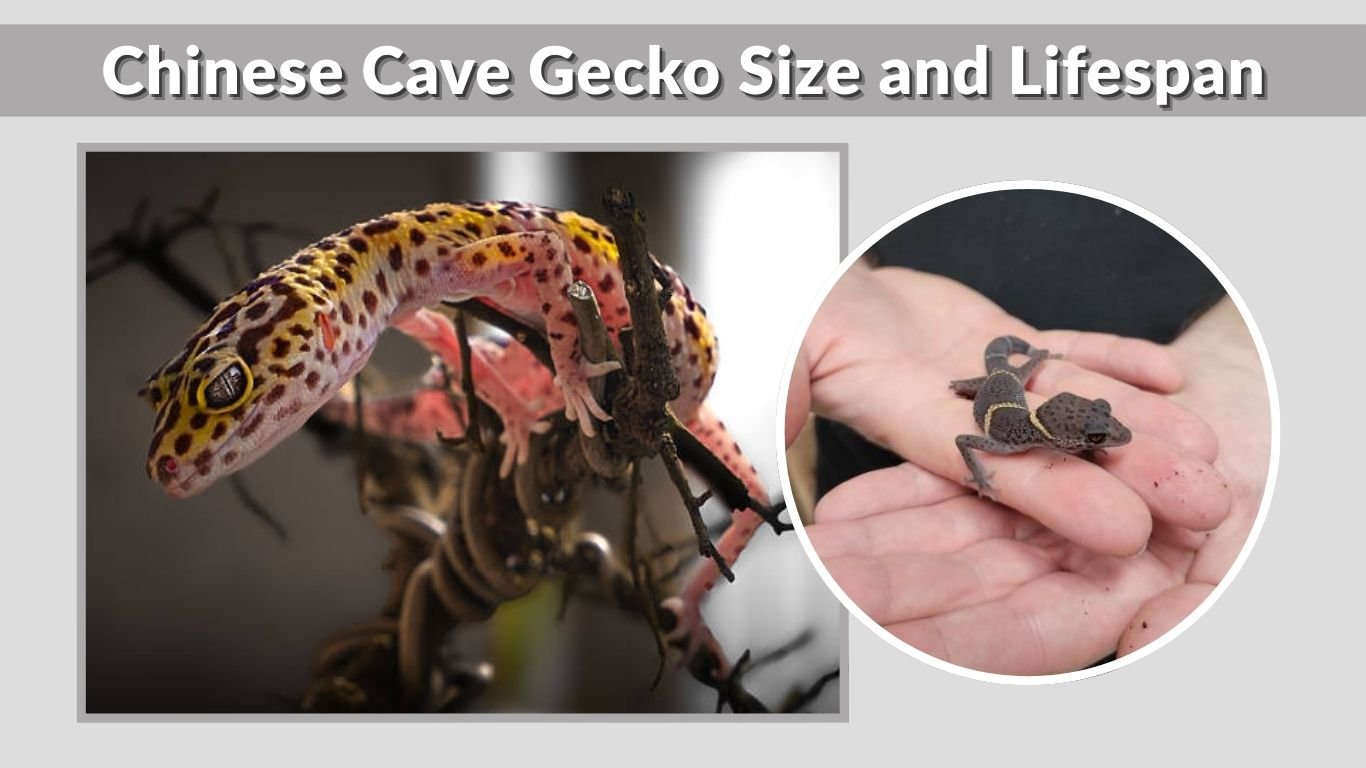 Chinese Cave Gecko Care Guide: Size, Habitat & Tips