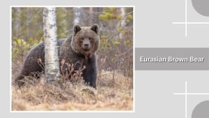 10 Brown Bear Subspecies List and Identification Guide