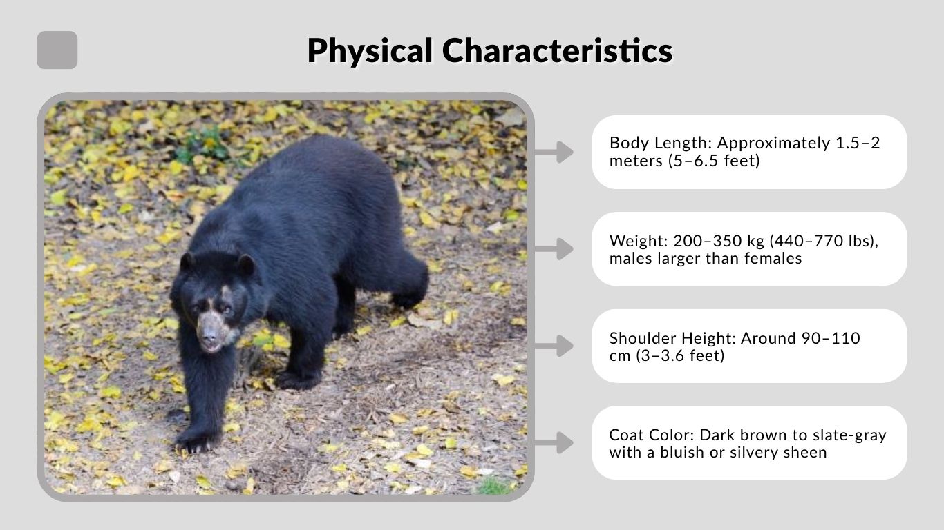 Tibetan Blue Bear: Habitat, Diet, Behavior & Facts