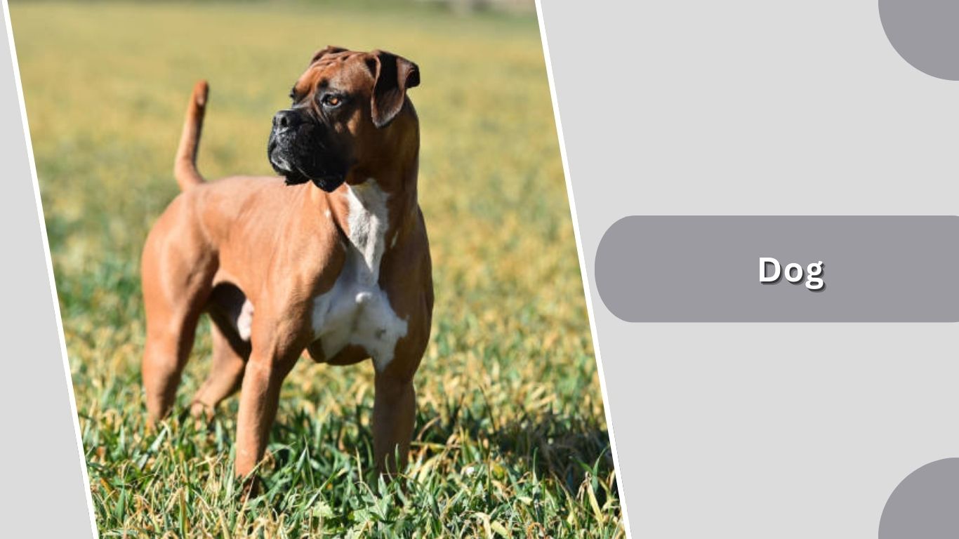 12 Common Animals Found in Spain and Their Importance