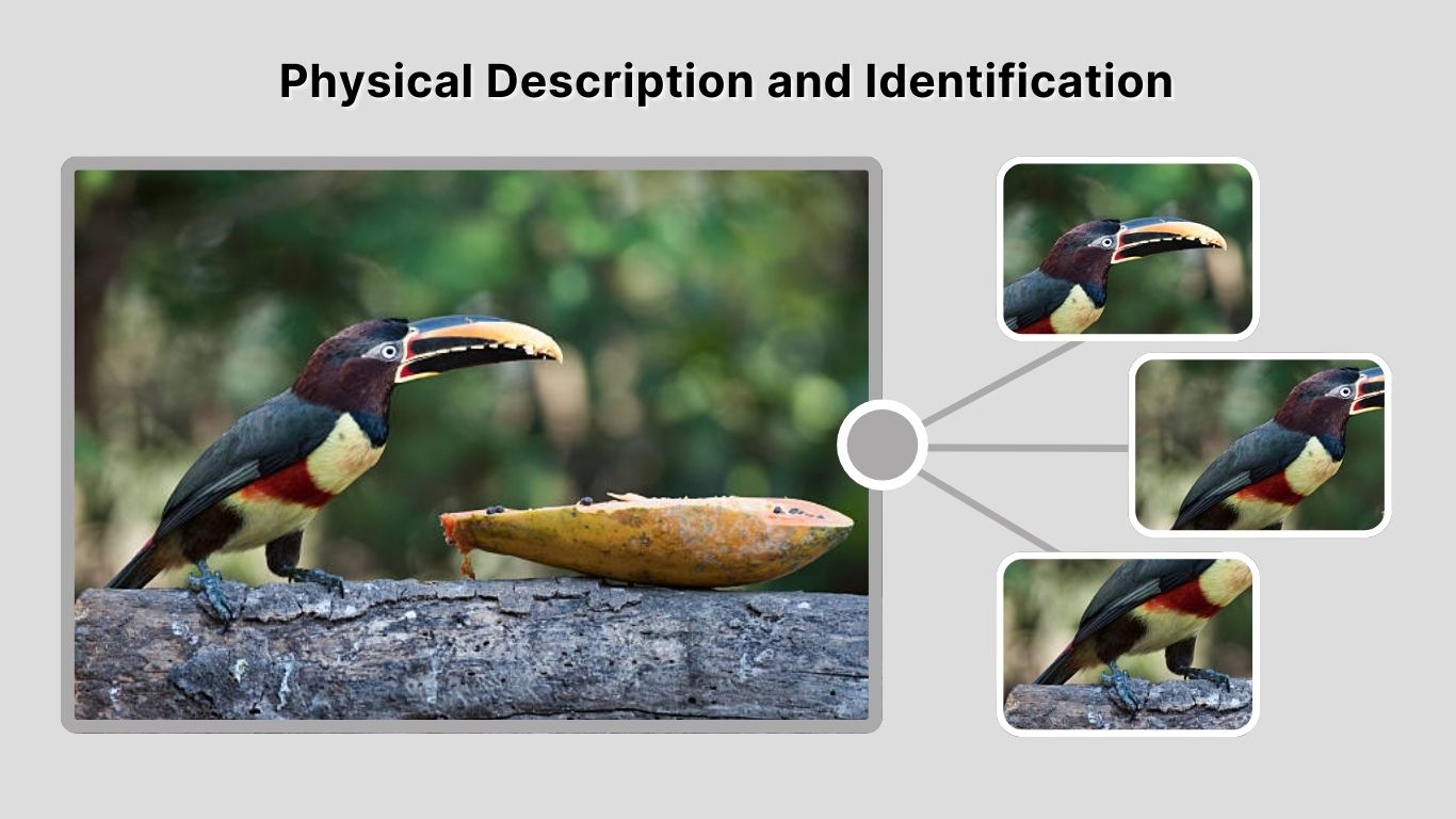 Collared Aracari: Habitat, Diet, Range, and Fascinating Facts