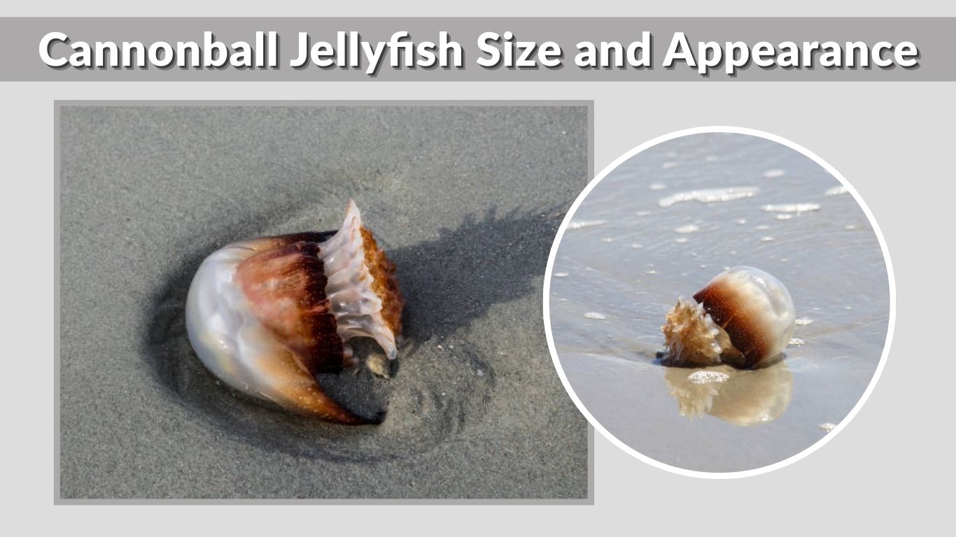 Cannonball Jellyfish: Facts, Size, Habitat, Sting, and Diet