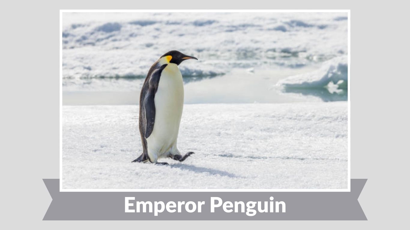 25 Common Antarctica Animals: Identification With Picture