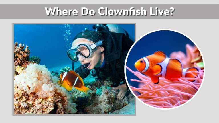 Clownfish: Habitat, Diet, Lifespan, and Fascinating Facts