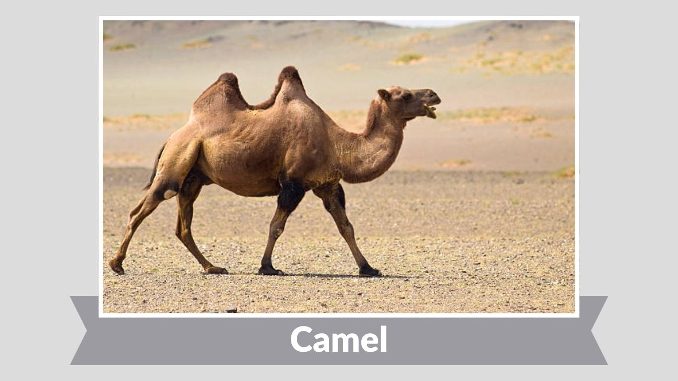 30 Common Animals that live in the Desert: Id With Picture