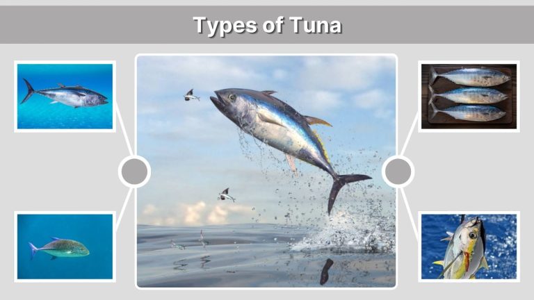 Tuna: Nutrition, Benefits, Types, and Safe Consumption Guide