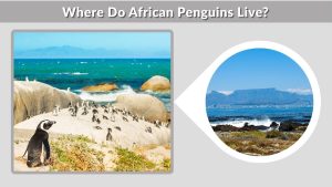 African Penguin: Habitat, Diet, Facts & Endangered Status