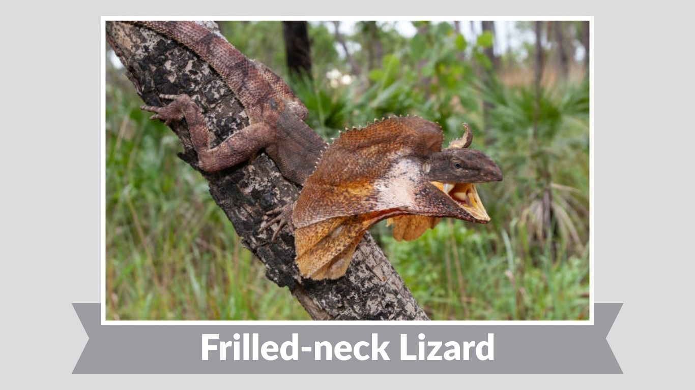 35 Common Australian Animals: Identification With Picture