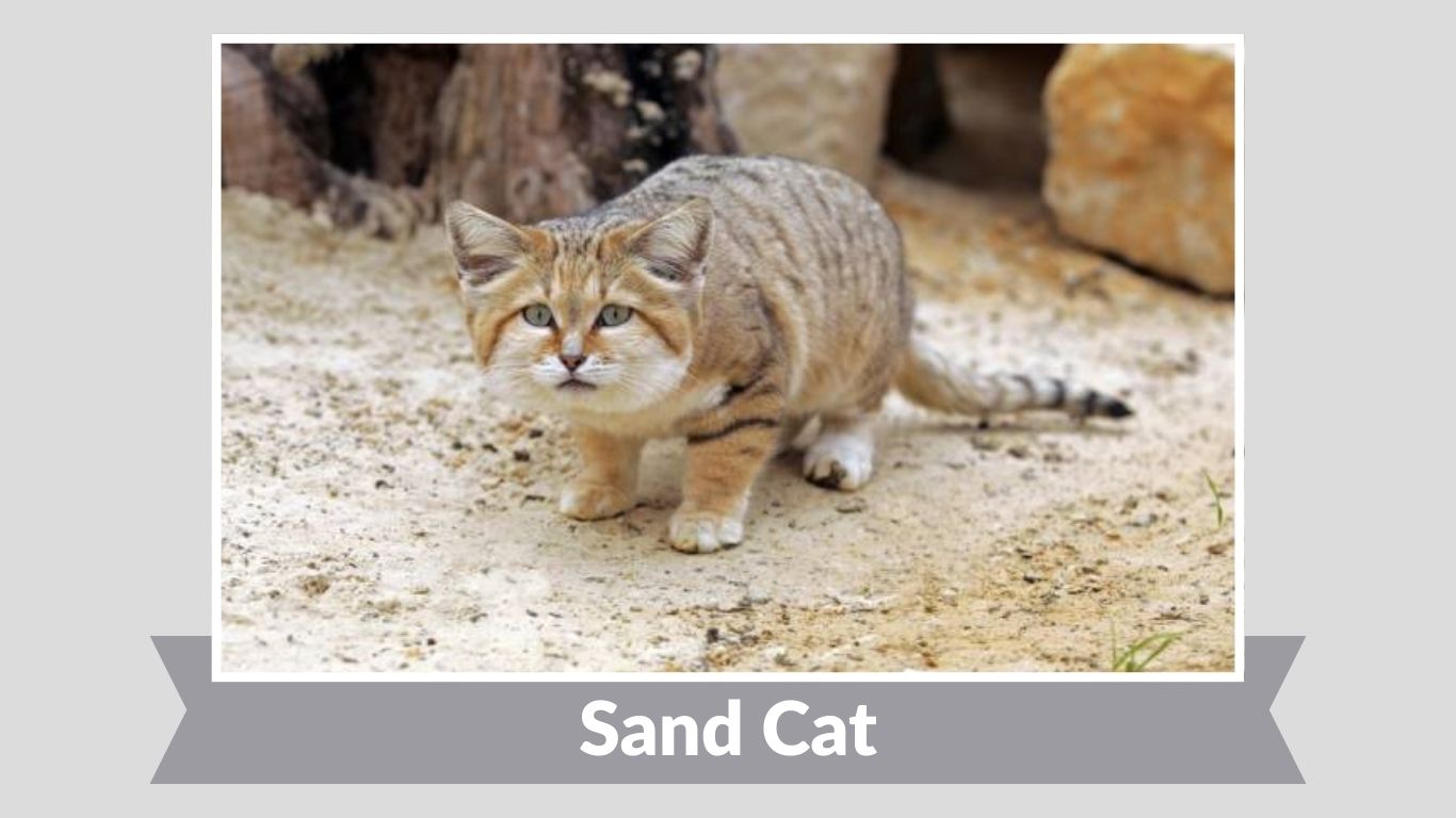 30 Common Animals that live in the Desert: Id With Picture