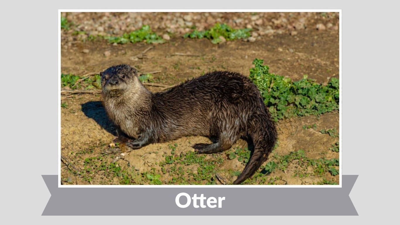 35 Common Forest Animals: Identification With Picture