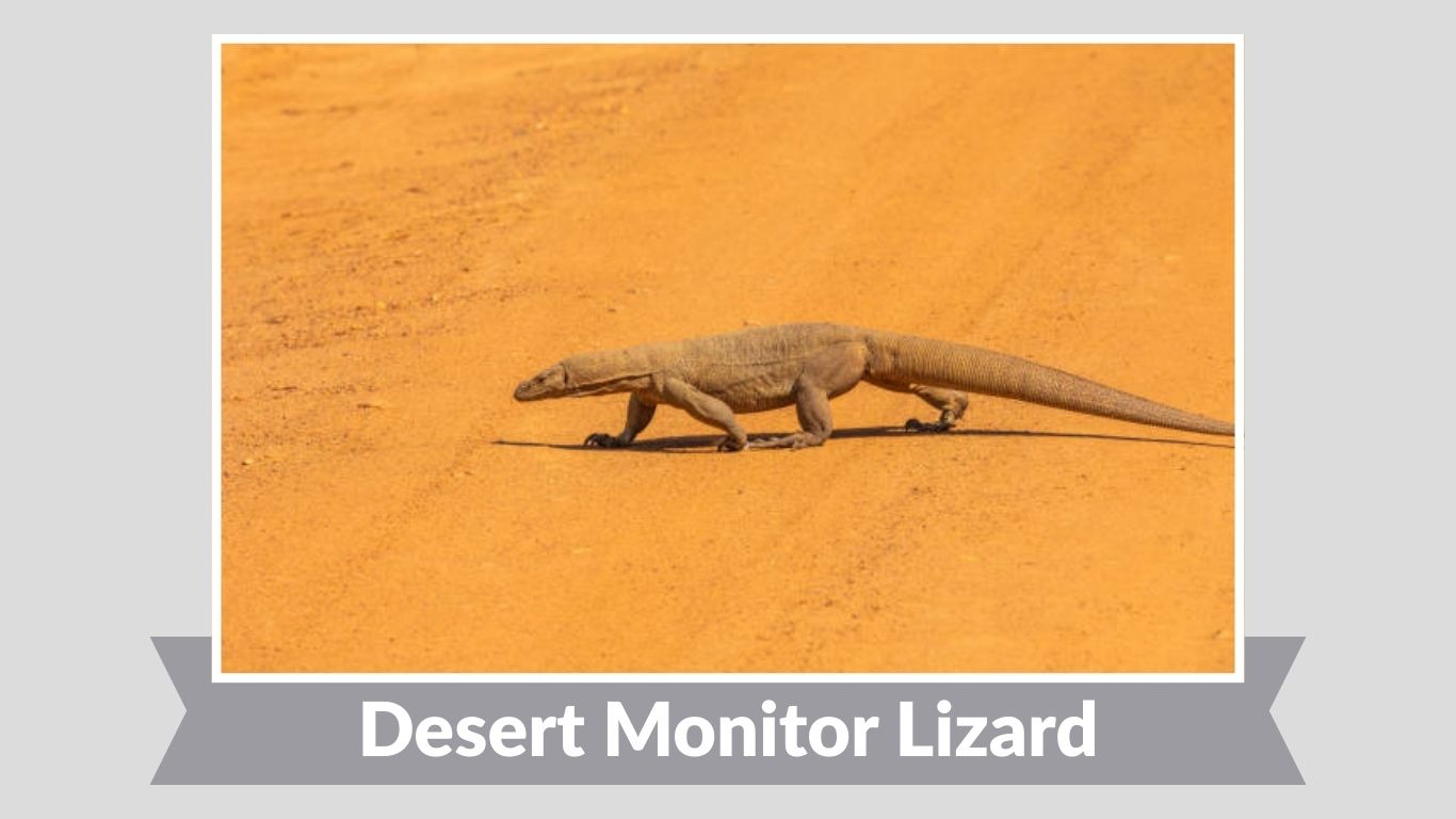 30 Common Animals that live in the Desert: Id With Picture