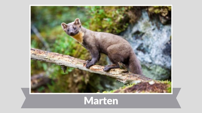 35 Common Forest Animals: Identification With Picture