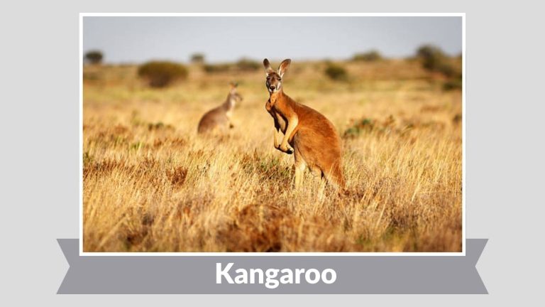 33 Common Types of Wild Animals: Identification with Picture