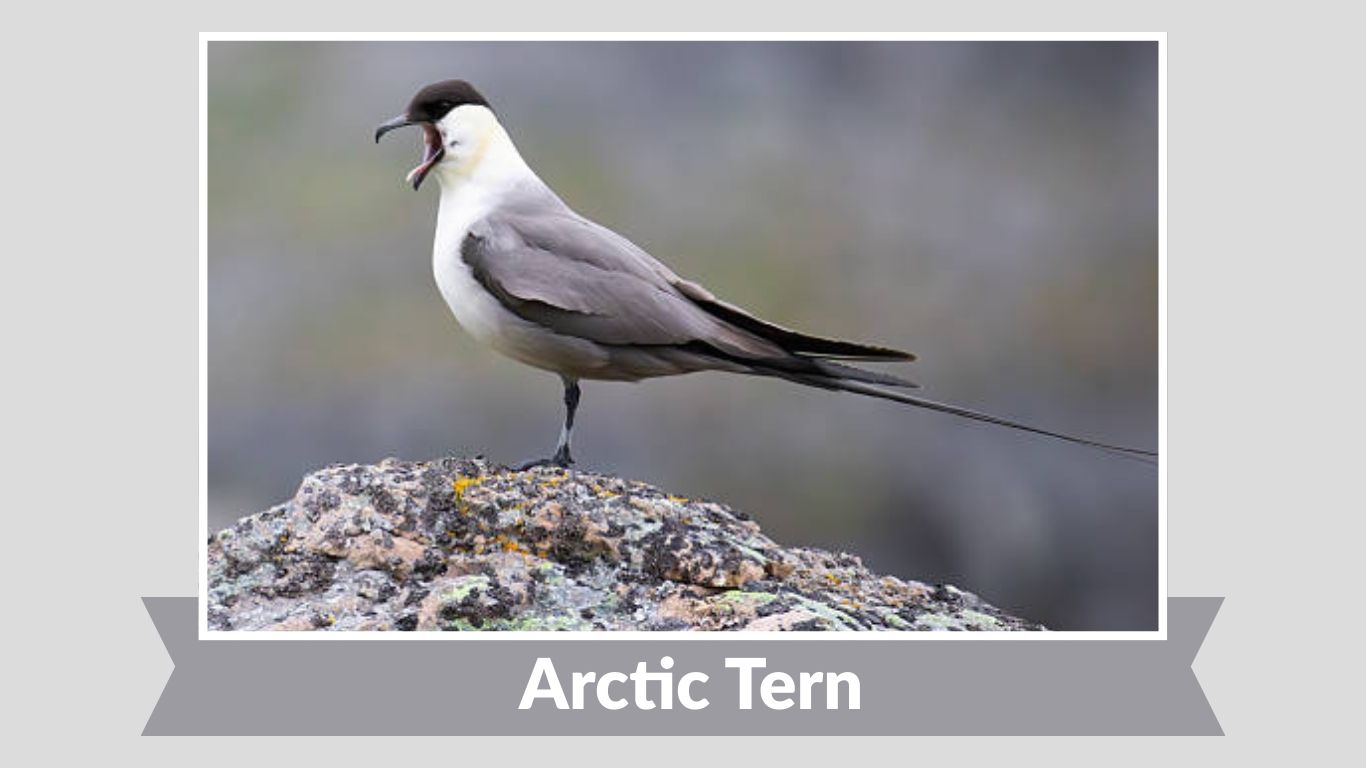 27 Common Animals that live in the Arctic: Identification With Picture