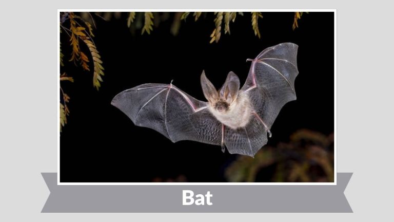 35 Common Forest Animals: Identification With Picture