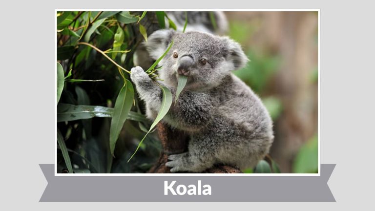 33 Common Types of Wild Animals: Identification with Picture