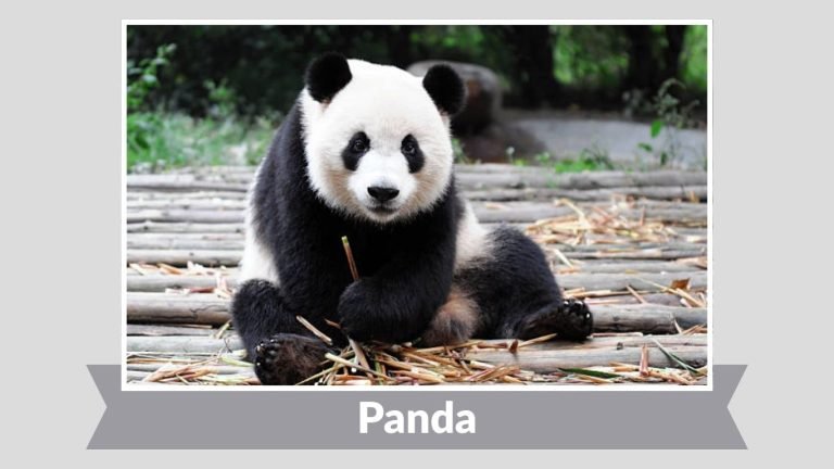 33 Common Types of Wild Animals: Identification with Picture