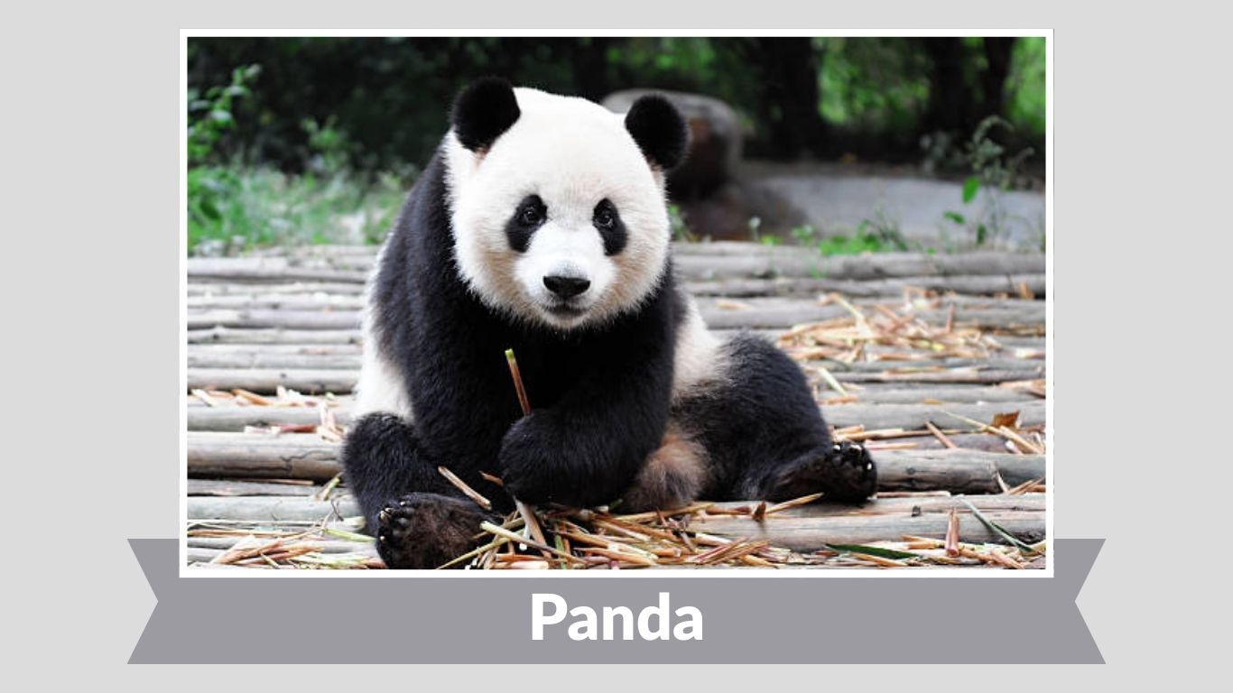 33 Common Types of Wild Animals: Identification with Picture