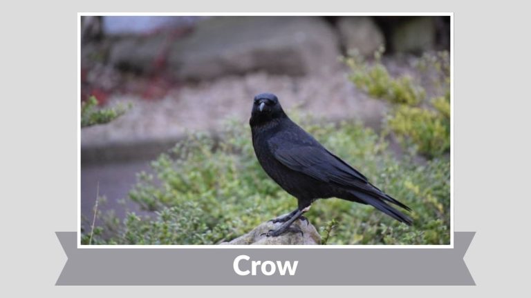 35 Common Forest Animals: Identification With Picture
