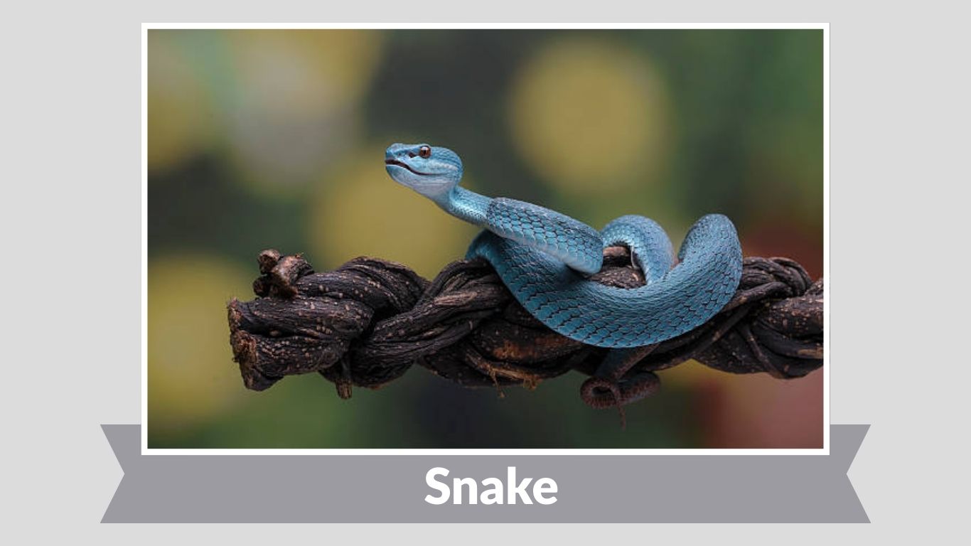 33 Common Types of Wild Animals: Identification with Picture