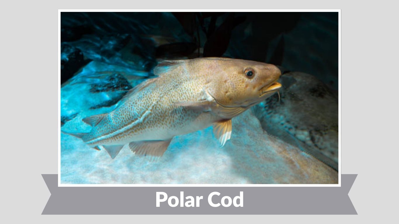 27 Common Animals that live in the Arctic: Identification With Picture