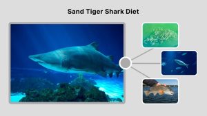 Sand Tiger Shark: Facts, Habitat, Diet & Life Cycle