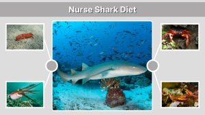 Nurse Shark: Facts, Diet, Habitat, and Life Cycle