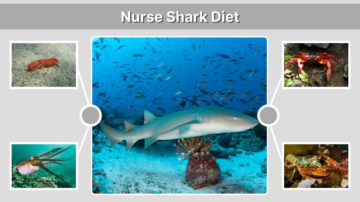 Nurse Shark: Facts, Diet, Habitat, and Life Cycle