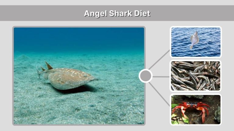 Angel Shark: Facts, Habitat, Diet & Endangered Status Explained