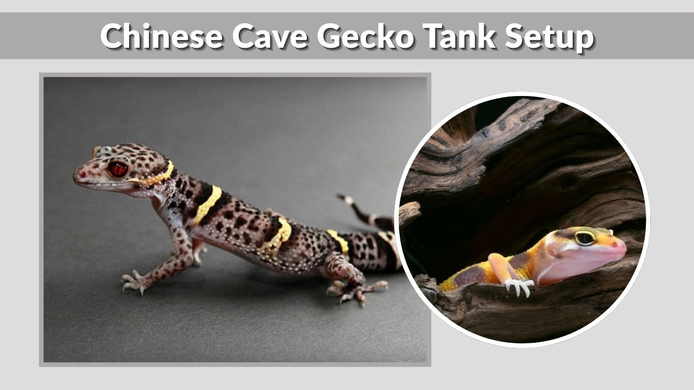 Chinese Cave Gecko Care Guide: Size, Habitat & Tips