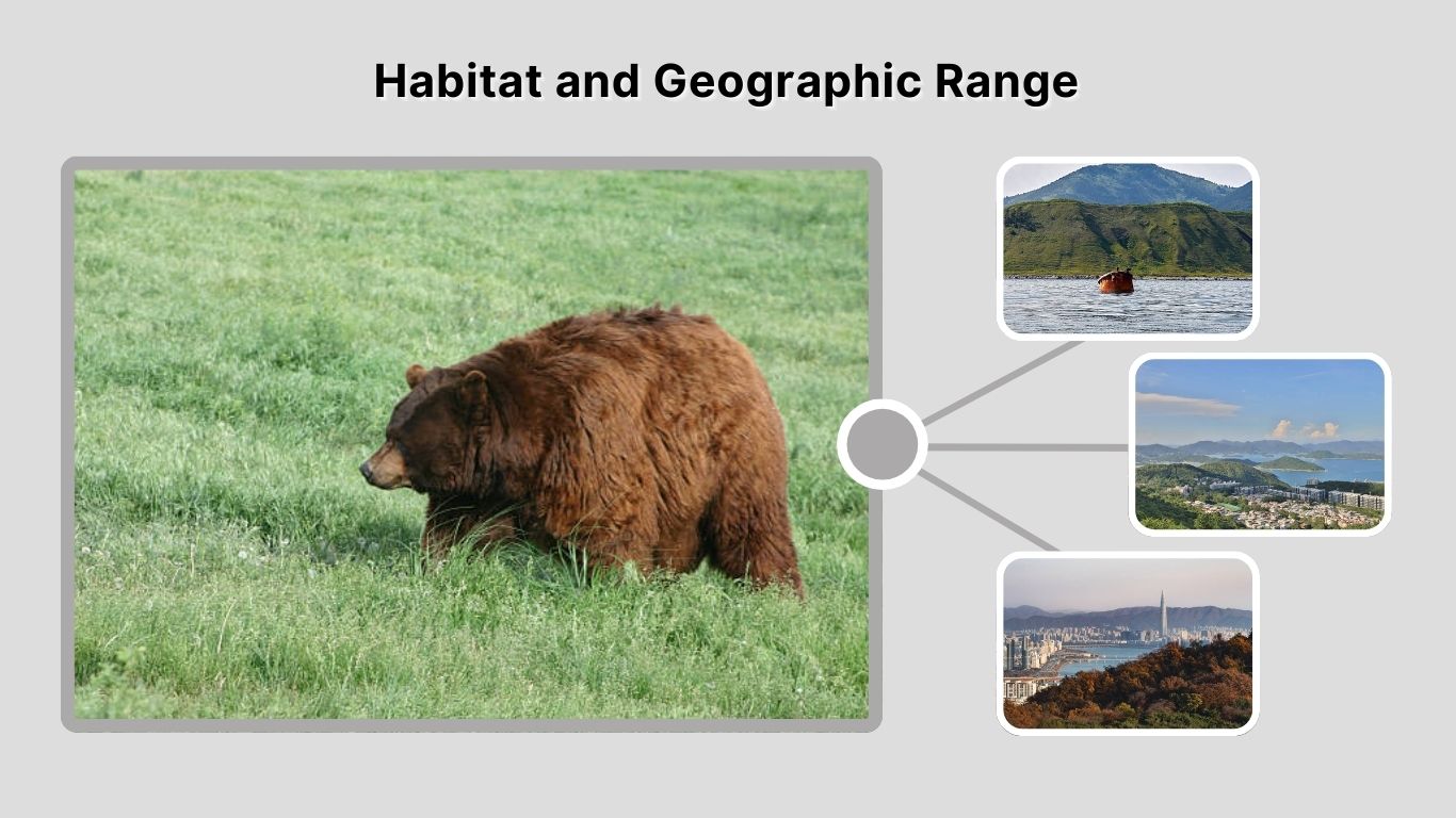 Ussuri Brown Bear: Size, Habitat, Diet & Facts
