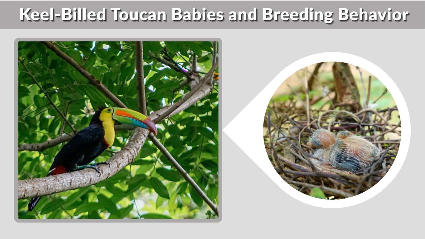Keel-Billed Toucan: Habitat, Diet, Range, and Fascinating Facts
