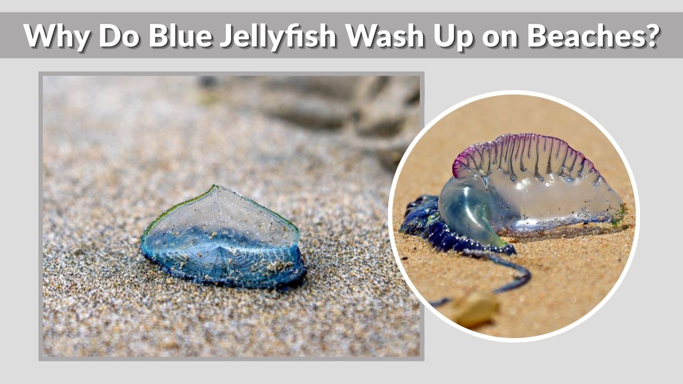 Blue Jellyfish: Types, Locations, Stings, and Fascinating Facts