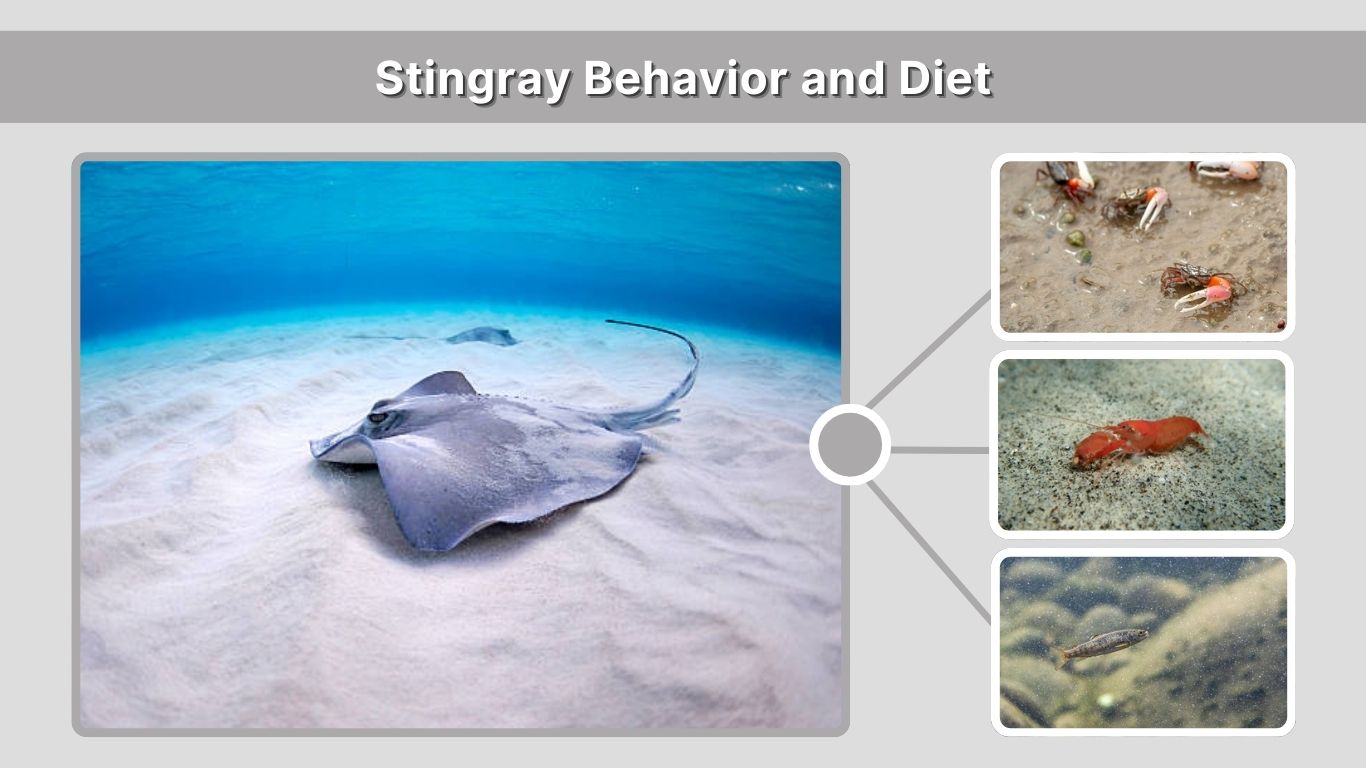 Stingray: Habitat, Behavior, Species, and Human Interaction