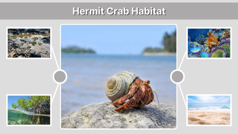 Hermit Crab: Habitat, Diet, Life Span & Fascinating Facts