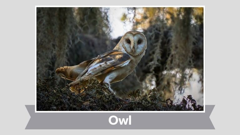 33 Common Types of Wild Animals: Identification with Picture