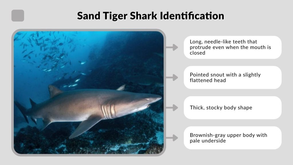 Sand Tiger Shark: Facts, Habitat, Diet & Life Cycle