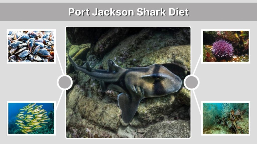 Port Jackson Shark: Facts, Diet, Size, Habitat, and Life Cycle