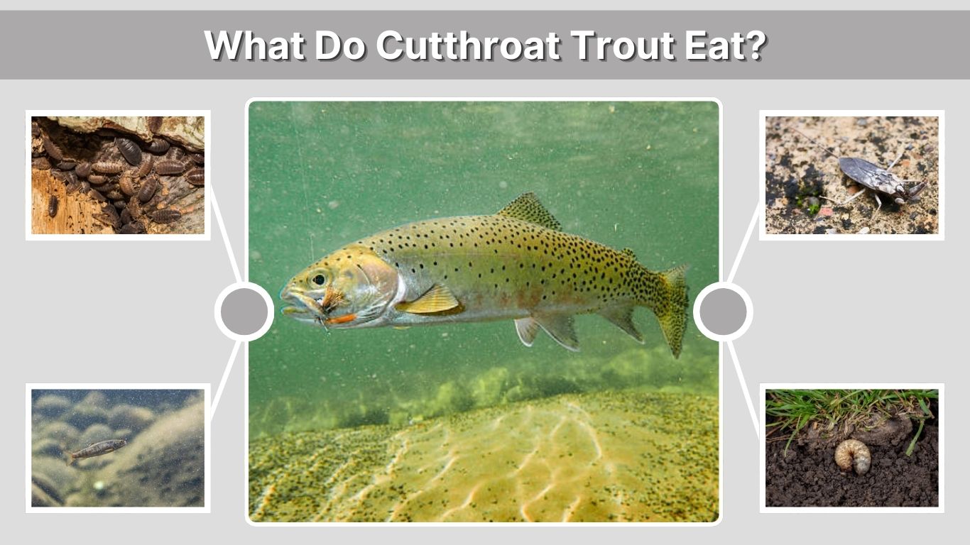 Cutthroat Trout: Complete Guide to Habitat, Size & Diet