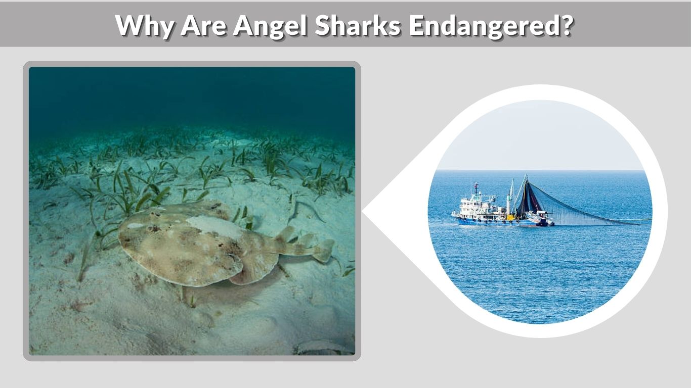 Angel Shark: Facts, Habitat, Diet & Endangered Status Explained