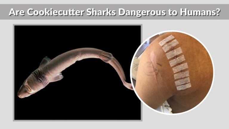 Cookiecutter Shark: Facts, Habitat, and Unique Behavior