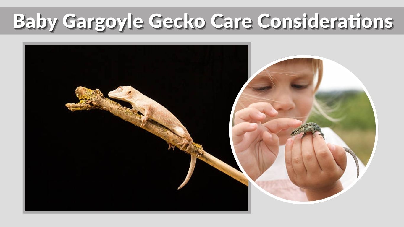 Gargoyle Gecko Care Guide: Size, Diet & Setup