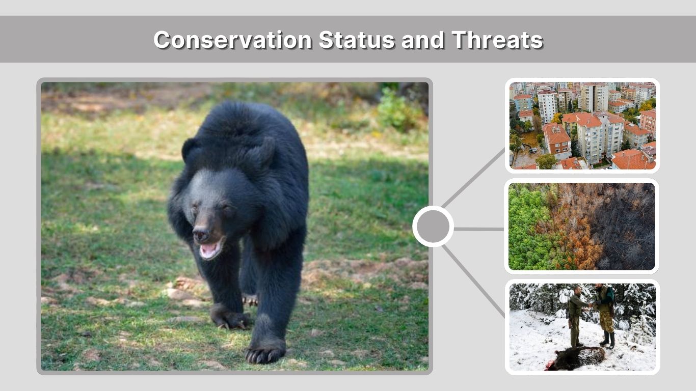 Tibetan Blue Bear: Habitat, Diet, Behavior & Facts