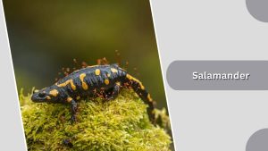 19 Animals That Live on Land and Water (Identification With Pictures)