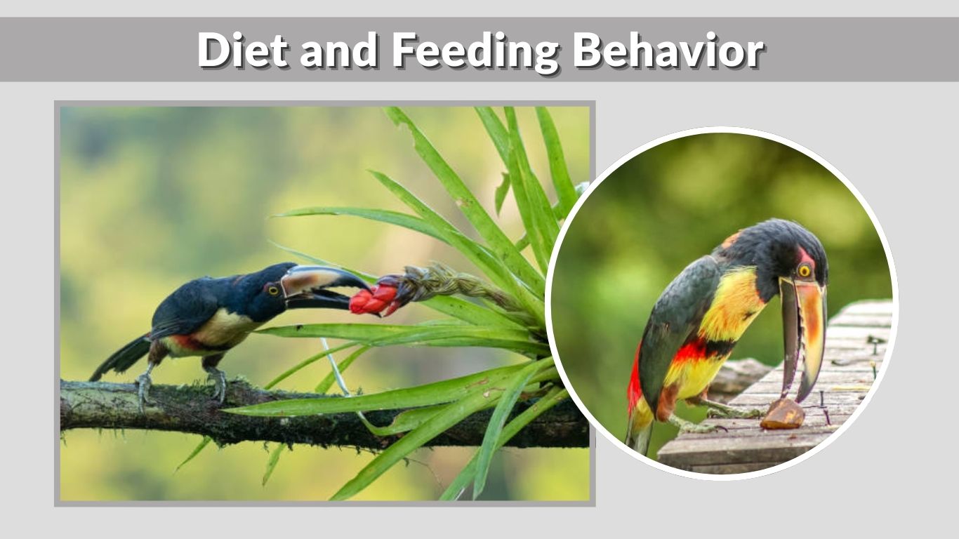 Collared Aracari: Habitat, Diet, Range, and Fascinating Facts