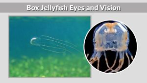 Box Jellyfish: The World’s Most Dangerous Jellyfish Explained